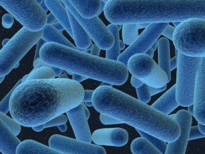 10 Interesting Bacteria Facts | My Interesting Facts