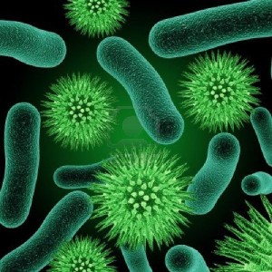 10 Interesting Bacteria Facts | My Interesting Facts