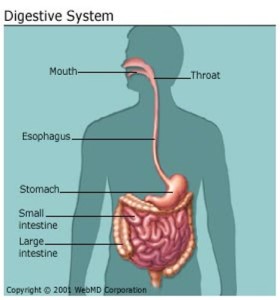 10 Interesting Digestive System Facts | My Interesting Facts