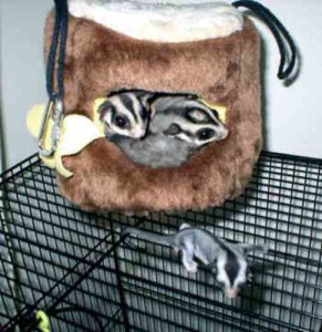 10 Interesting Flying Squirrel Facts | My Interesting Facts