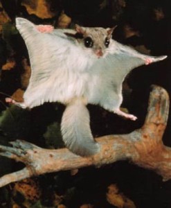 10 Interesting Flying Squirrel Facts | My Interesting Facts