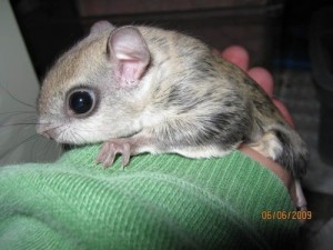 10 Interesting Flying Squirrel Facts | My Interesting Facts