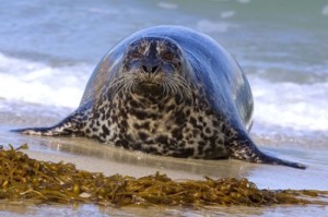 10 Interesting Seal Facts | My Interesting Facts