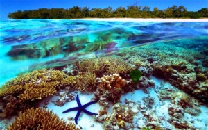 10 Interesting Great Barrier Reef Facts | My Interesting Facts