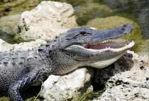 10 Interesting Alligator Facts | My Interesting Facts