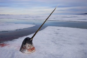 10 Interesting Narwhal Facts | My Interesting Facts