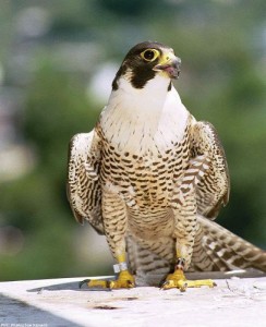 10 Interesting Peregrine Falcon Facts | My Interesting Facts