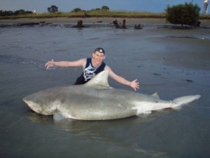 10 Interesting Bull Shark Facts | My Interesting Facts