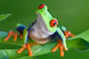 10 Interesting Amphibians Facts | My Interesting Facts