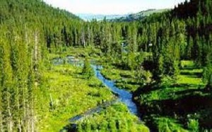 10 Interesting Coniferous Forest Facts | My Interesting Facts