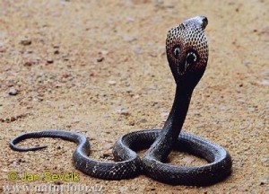 10 Interesting Cobra Facts | My Interesting Facts