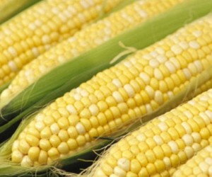 10 Interesting Corn Facts | My Interesting Facts