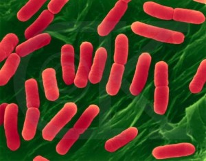 10 Interesting Eubacteria Facts | My Interesting Facts