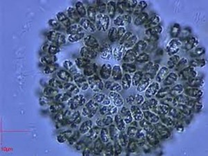 10 Interesting Eubacteria Facts | My Interesting Facts