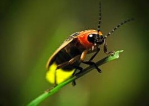 10 Interesting Firefly Facts | My Interesting Facts