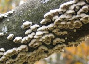 10 Interesting Fungi Facts | My Interesting Facts