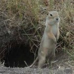 10 Interesting Gopher Facts | My Interesting Facts