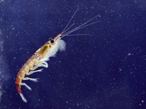 10 Interesting Krill Facts | My Interesting Facts