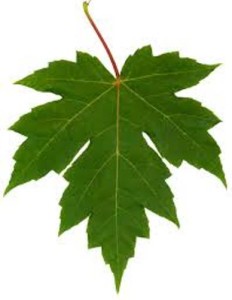 10 Interesting Leaf Facts | My Interesting Facts