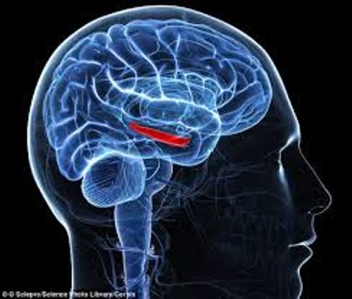 10 Interesting Memory Facts | My Interesting Facts 10 Interesting Memory Facts | My Interesting Facts