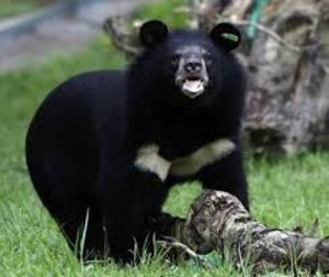 10 Interesting Moon Bear Facts | My Interesting Facts