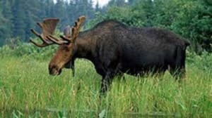 10 Interesting Moose Facts | My Interesting Facts