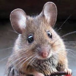 10 Interesting Mouse Facts | My Interesting Facts