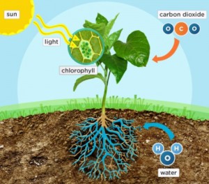 10 Interesting Photosynthesis Facts | My Interesting Facts