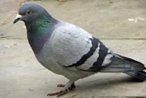 10 Interesting Pigeon Facts | My Interesting Facts