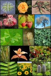 10 Interesting Plantae Kingdom Facts | My Interesting Facts