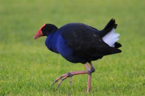10 Interesting Pukeko Facts | My Interesting Facts