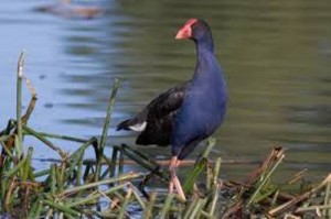 10 Interesting Pukeko Facts | My Interesting Facts