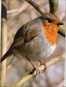 10 Interesting Robin Facts | My Interesting Facts