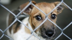 8 Interesting RSPCA Facts | My Interesting Facts