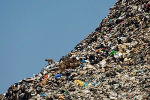10 Interesting Facts about Rubbish | My Interesting Facts