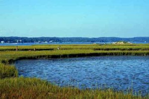 10 Interesting Salt Marsh Facts | My Interesting Facts
