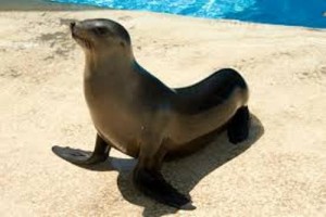 10 Interesting Sea Lion Facts | My Interesting Facts