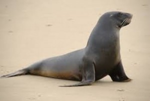 10 Interesting Sea Lion Facts | My Interesting Facts