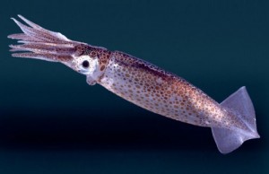 10 Interesting Squid Facts | My Interesting Facts
