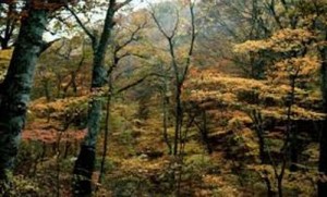10 Interesting Temperate Deciduous Forest Biome Facts | My Interesting ...