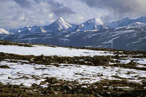 10 Interesting the Arctic Tundra Facts | My Interesting Facts 10 Interesting the Arctic Tundra Facts | My Interesting Facts