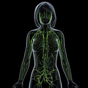 10 Interesting the Lymphatic System Facts | My Interesting Facts