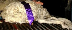 10 Interesting Wool Facts | My Interesting Facts