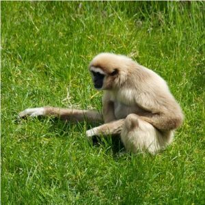 10 Interesting Chester Zoo Facts | My Interesting Facts