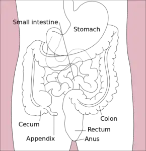 Random Anatomy Facts